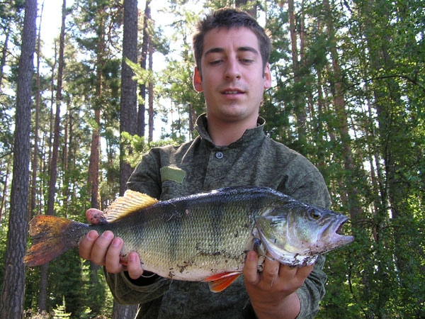 Okoun říční | Fotogalerie úlovků | Rybolov | naryby.cz