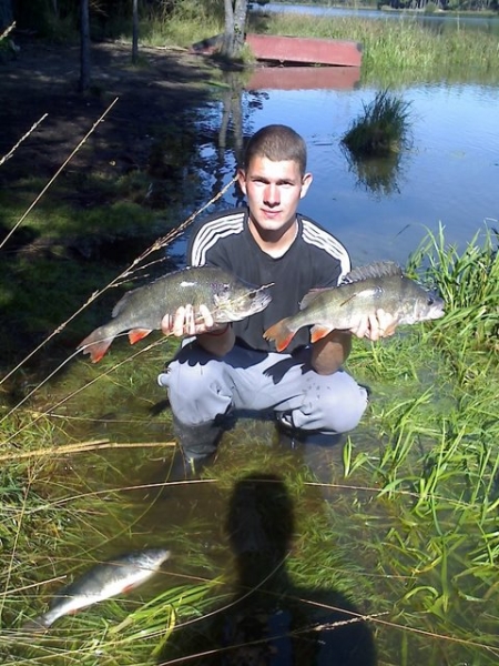 Okoun říční | Fotogalerie úlovků | Rybolov | naryby.cz